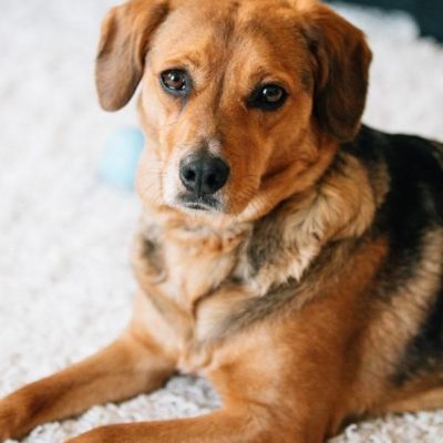 Introducing Sage - Pinch of Yum