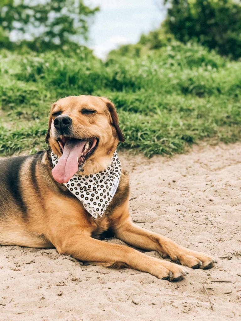 Sage in June - 2017 - Pinch of Yum