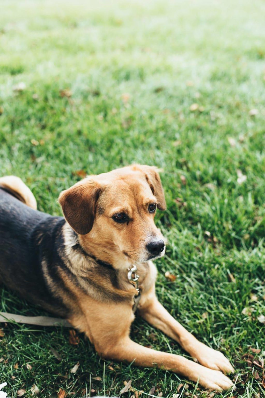 Sage in October - Pinch of Yum