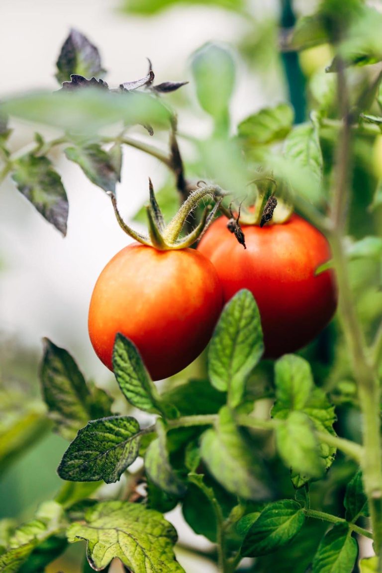 Garlic Basil Chicken with Tomato Butter Sauce Recipe - Pinch of Yum