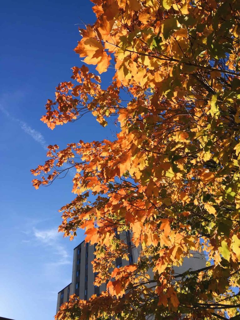 A Slow Fall Rhythm - Pinch of Yum