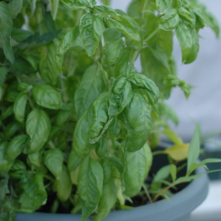 Creamy Basil Dip Recipe - Pinch of Yum